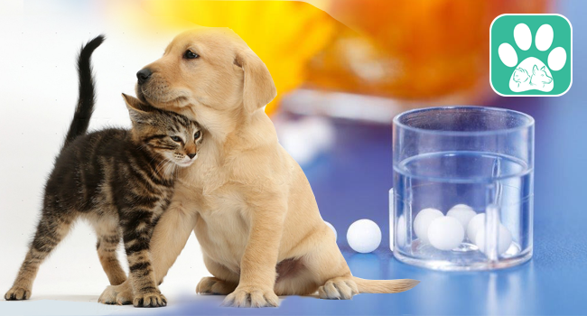 Homeopathy for Animals-Veterinary Homeopathy – Hompath