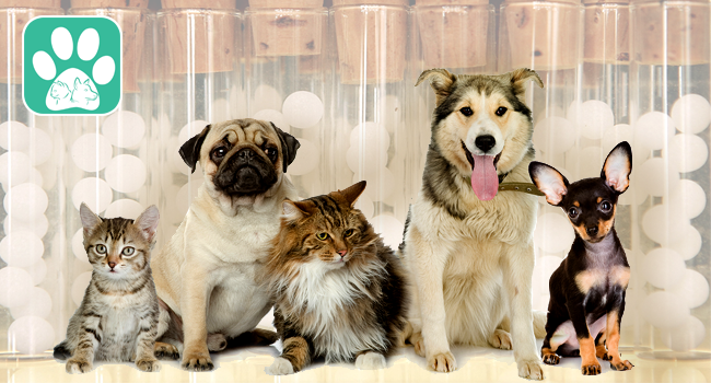 Homeopathy for Animals-Veterinary Homeopathy – Hompath