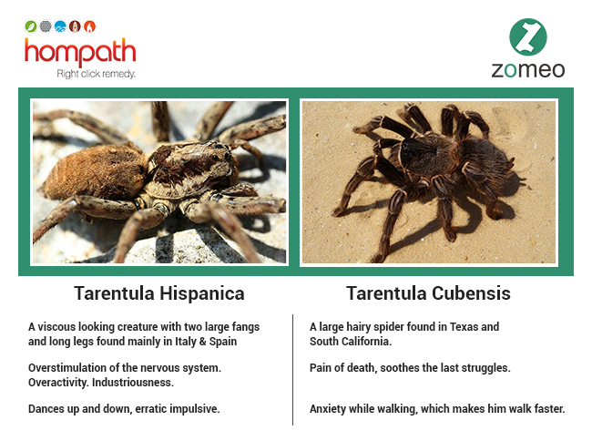 Difference between Tarentula Hispanica & Tarentula Cubensis – Hompath